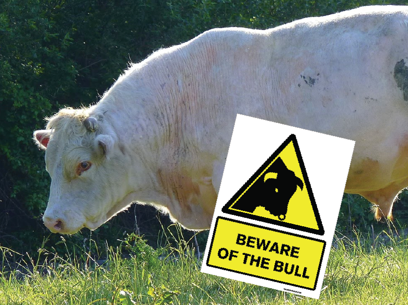 5 x Beware of the Bull Signs (400x300mm) 16in x 12in for 55 – www ...